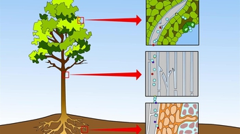 Xylem and Phloem - Transport in Plants | Biology | FreeAnimatedEd ...