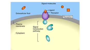 Animation: Overview of Cell Signaling | Pearson+ Channels