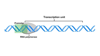Animation: Overview of Transcription in Bacteria | Pearson+ Channels