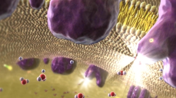 BioFlix: Photosynthesis | Pearson+ Channels