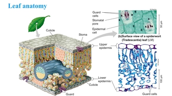 A cross section of a plant part exposes epidermis, a thick cortex ...