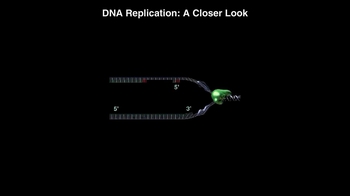 DNA Replication Animation - Super EASY | Pearson+ Channels