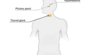 The endocrine system relies on __________ that __________ all of ...