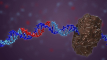 Leading vs Lagging Strand | Pearson+ Channels