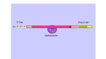 5 Types of RNA: mRNA, tRNA, rRNA, HnRNA, and SnRNA | Pearson+ Channels