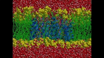 Animation: Functions of the Plasma Membrane | Pearson+ Channels
