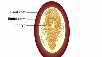 Animation: Secondary Growth | Pearson+ Channels