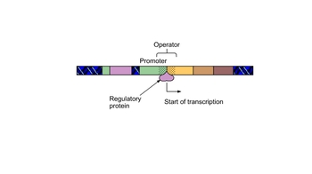 In the lac operon, which of the following functions does the lact ...