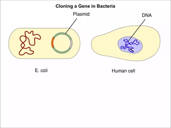 Animation 27.1 Basic principle of recombinant DNA technology | Pearson+ ...