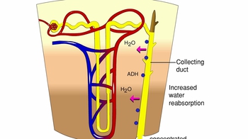 Animation: Nephron Function | Pearson+ Channels