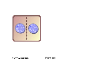 Cytokinesis In Plant Cells Microscope