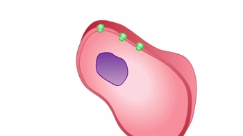 Animation: Binding of Hormones | Pearson+ Channels