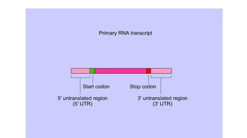 5 Types of RNA: mRNA, tRNA, rRNA, HnRNA, and SnRNA | Pearson+ Channels