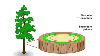 Animation: Secondary Growth | Pearson+ Channels