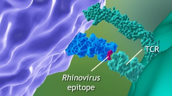 Animation: Clonal Selection | Pearson+ Channels
