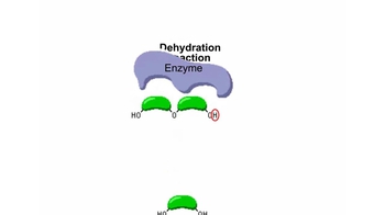 Animation: Making and Breaking Polymers | Pearson+ Channels