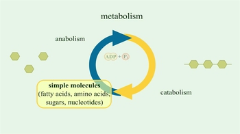 Metabolism, Anabolism, & Catabolism - Anabolic vs Catabolic React ...