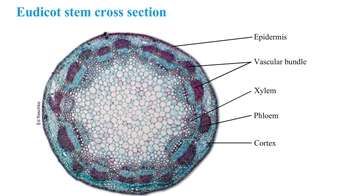 A cross section of a plant part exposes epidermis, a thick cortex ...