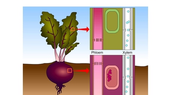 Xylem and Phloem - Transport in Plants | Biology | FreeAnimatedEd ...