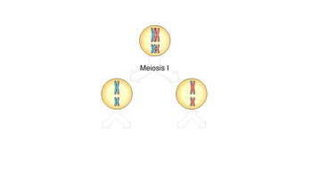 Animation: Genetic Variation from Random Fertilization | Pearson+ Channels