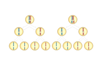 Animation: The Chromosomal Basis of Independent Assortment | Pearson+ ...