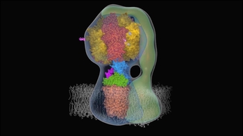 Animation: Rotating ATP Synthase | Pearson+ Channels