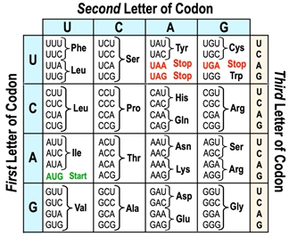 What amino acid sequence will be generated, based on the followin ...