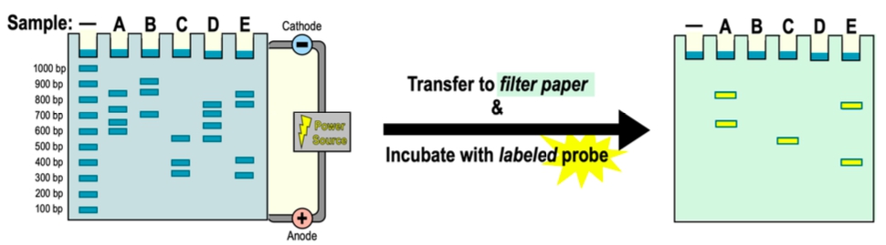 Southern Blotting Video Tutorial & Practice | Pearson+ Channels
