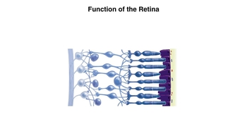 The Retina | Pearson+ Channels