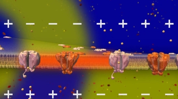 Animation: Propagation of an Action Potential in Unmyelineated an ...