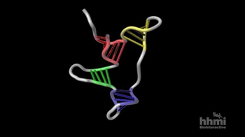 5 Types of RNA: mRNA, tRNA, rRNA, HnRNA, and SnRNA | Pearson+ Channels