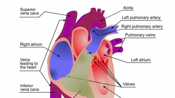 Animation: The Human Heart and Circulation | Pearson+ Channels