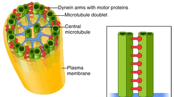 Short Video: Flagellum in Sperm | Pearson+ Channels