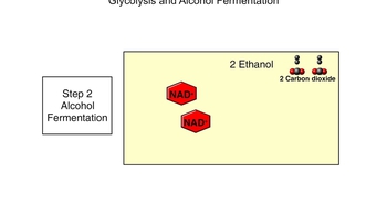 BioFlix: Photosynthesis | Pearson+ Channels
