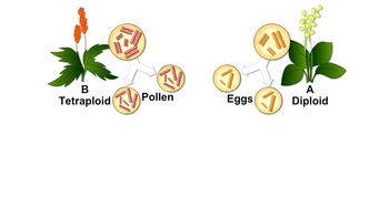 Animation: Speciation by Changes in Ploidy | Pearson+ Channels