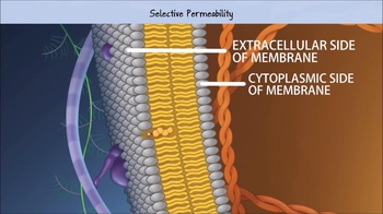 Animation: Functions of the Plasma Membrane | Pearson+ Channels