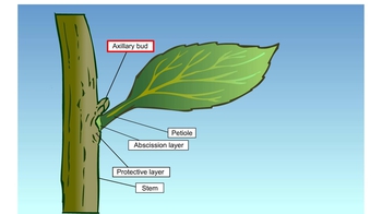 A cross section of a plant part exposes epidermis, a thick cortex ...