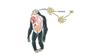 Types Of Animal Tissues | Biology | Letstute | Pearson+ Channels