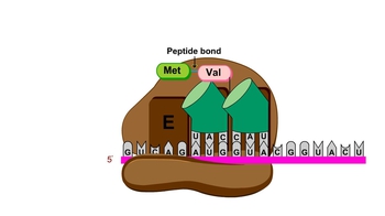 Animation: Elongation Cycle of Translation | Pearson+ Channels