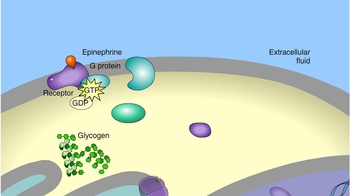 Receptors: Types & Functions | Pearson+ Channels