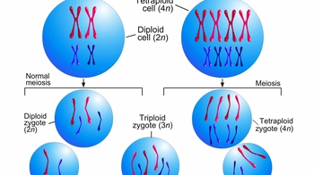 Animation: Speciation by Changes in Ploidy | Pearson+ Channels