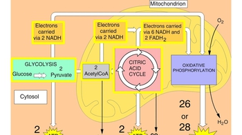 Animation: Rotating ATP Synthase | Pearson+ Channels