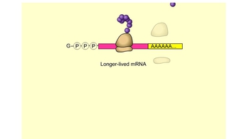 5 Types of RNA: mRNA, tRNA, rRNA, HnRNA, and SnRNA | Pearson+ Channels