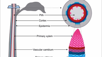 Animation: Secondary Growth | Pearson+ Channels