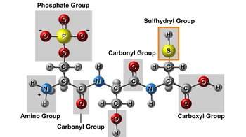 Functional Groups | Pearson+ Channels