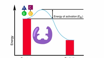Animation: Enzymes: Steps in a Reaction | Pearson+ Channels
