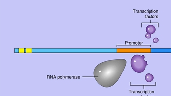 Introduction to Eukaryotic Gene Regulation | Pearson+ Channels
