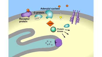 Calcium & IP3 Pathway | Pearson+ Channels