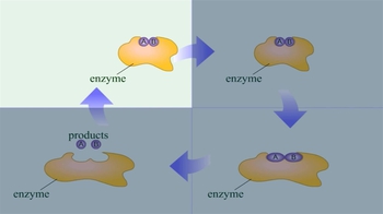 Animation: Enzymes: Steps in a Reaction | Pearson+ Channels