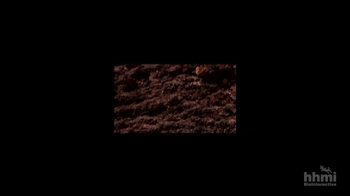 HHMI BioInteractive: The Origin of Species: The Making of a Theor ...